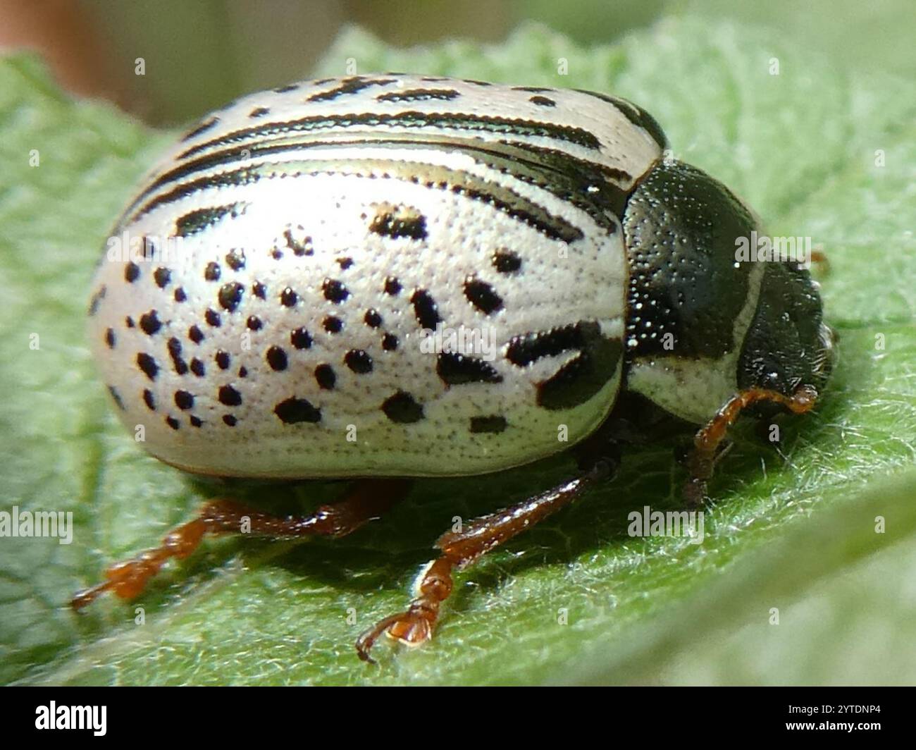 Common Willow Calligrapher Beetle (Calligrapha multipunctata Stock ...