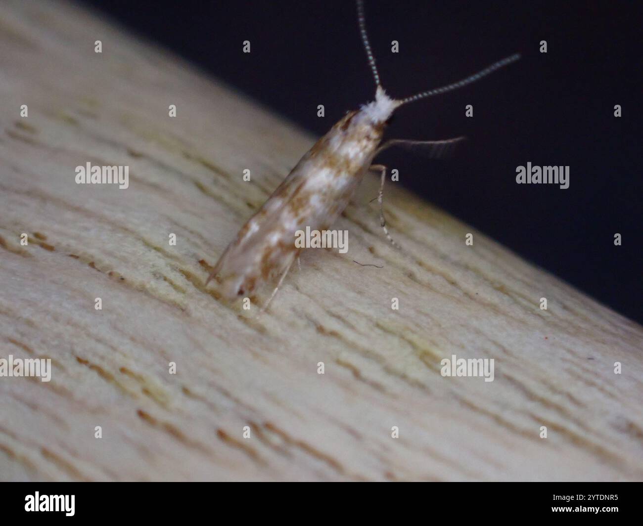 Cypress Tip Moth (Argyresthia cupressella Stock Photo - Alamy