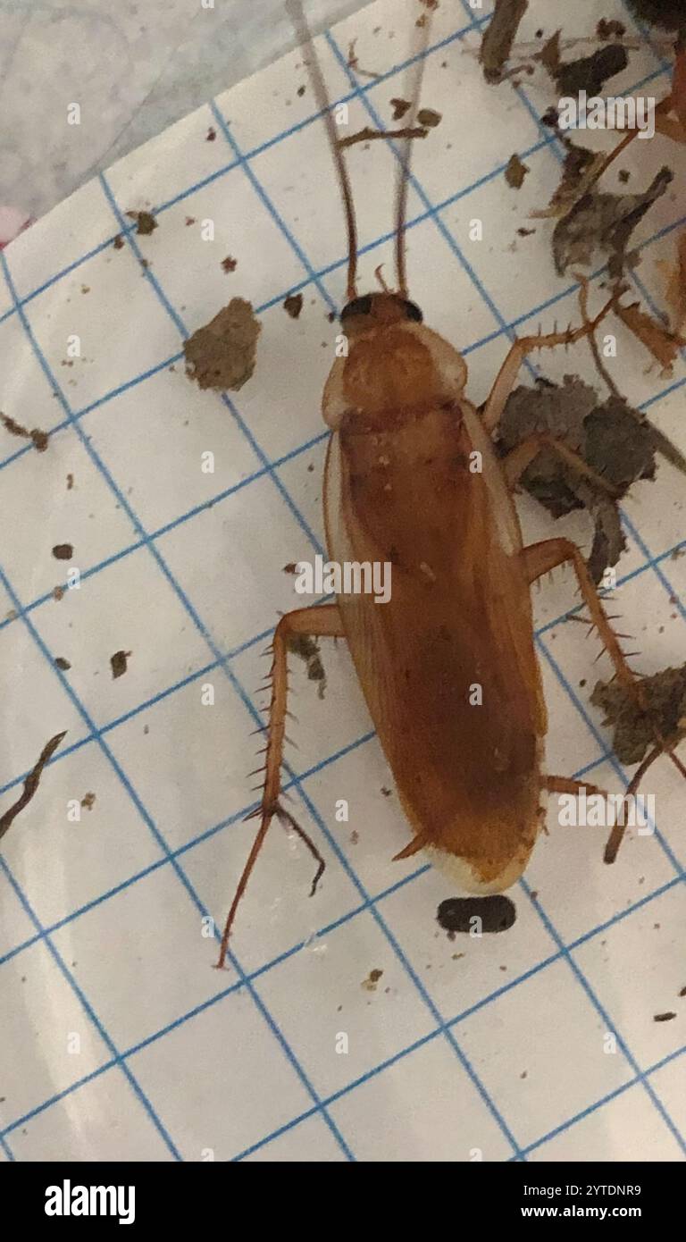 Turkestan Cockroach (Periplaneta lateralis Stock Photo - Alamy