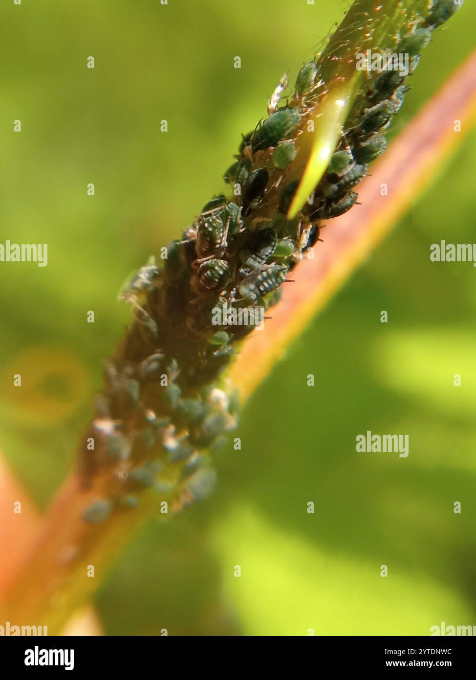 Small Bramble Aphid (Aphis ruborum Stock Photo - Alamy