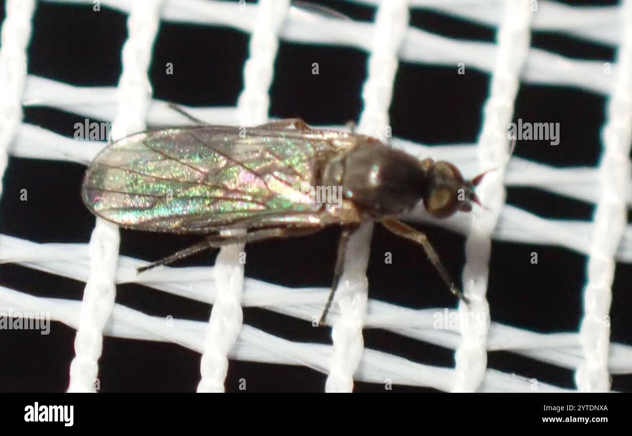 Balloon Flies (Hilara Stock Photo - Alamy