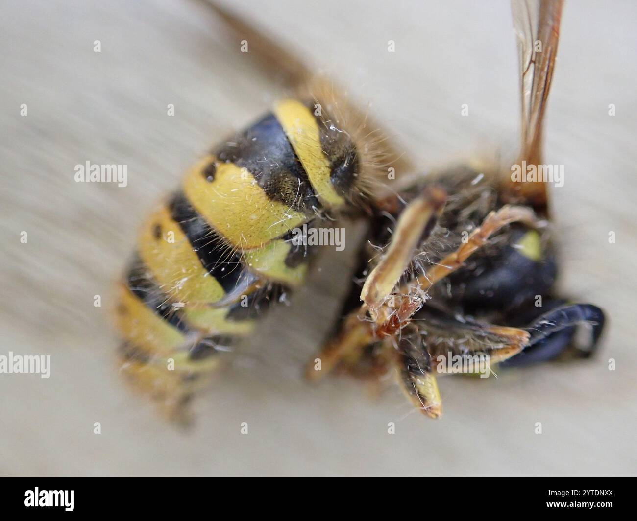 Common European Yellowjacket (Vespula vulgaris Stock Photo - Alamy