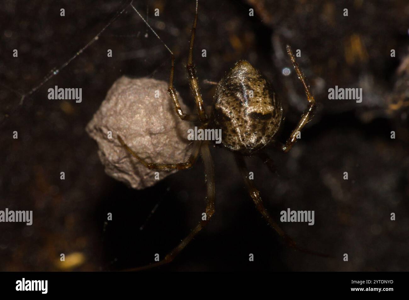 Common House Spider (Parasteatoda tepidariorum Stock Photo - Alamy