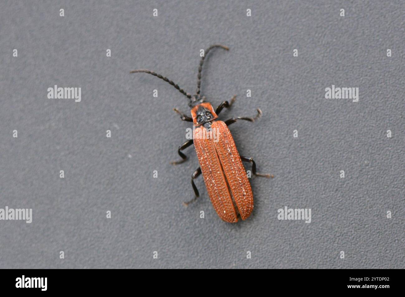 Cosnards net winged beetle hi-res stock photography and images - Alamy