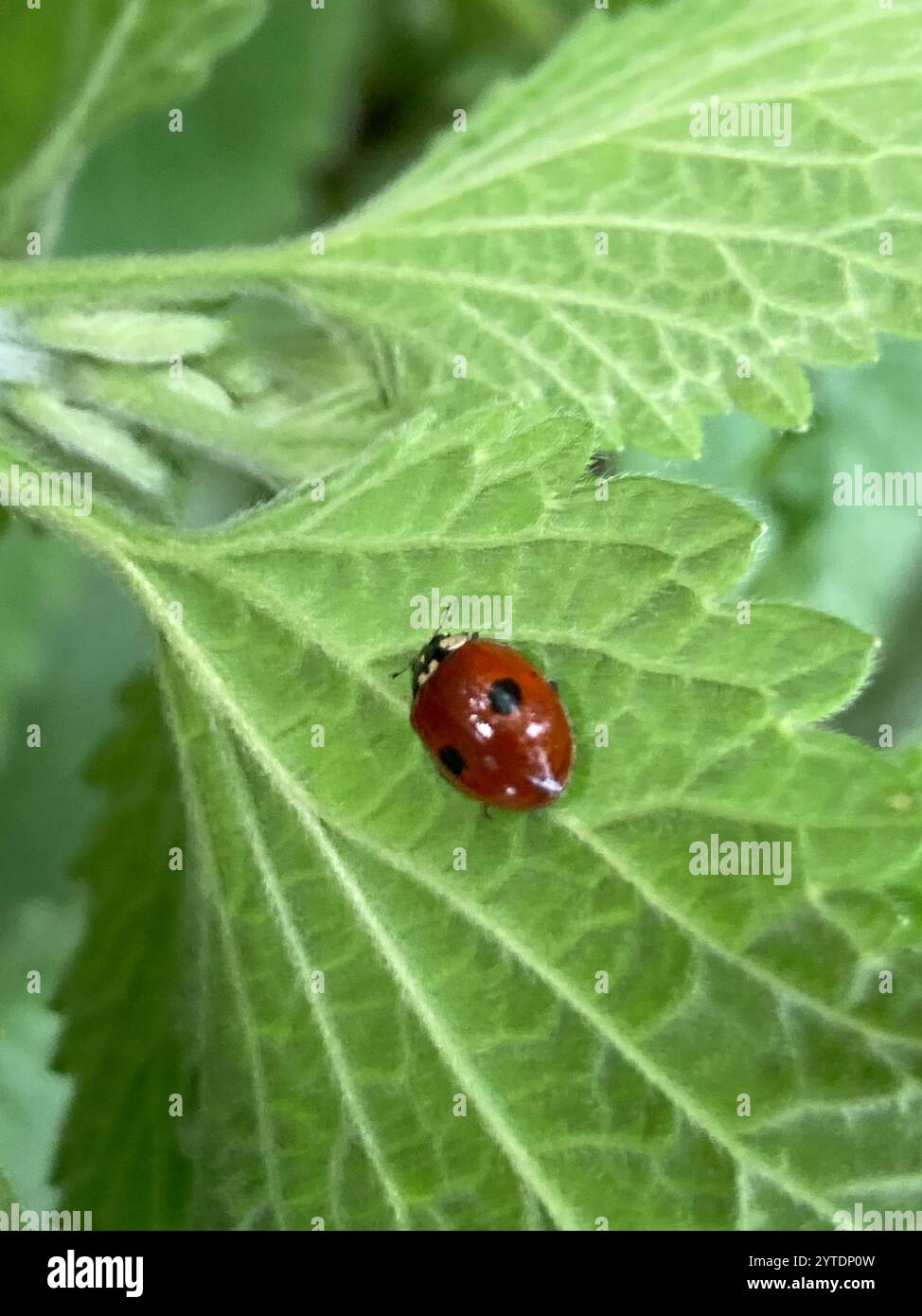 Two-spotted Lady Beetle (Adalia bipunctata Stock Photo - Alamy