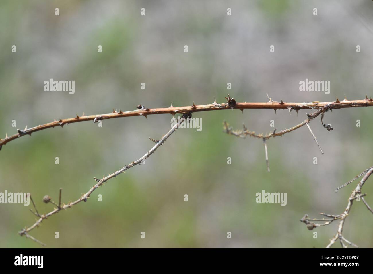 whitebark raspberry (Rubus leucodermis Stock Photo - Alamy