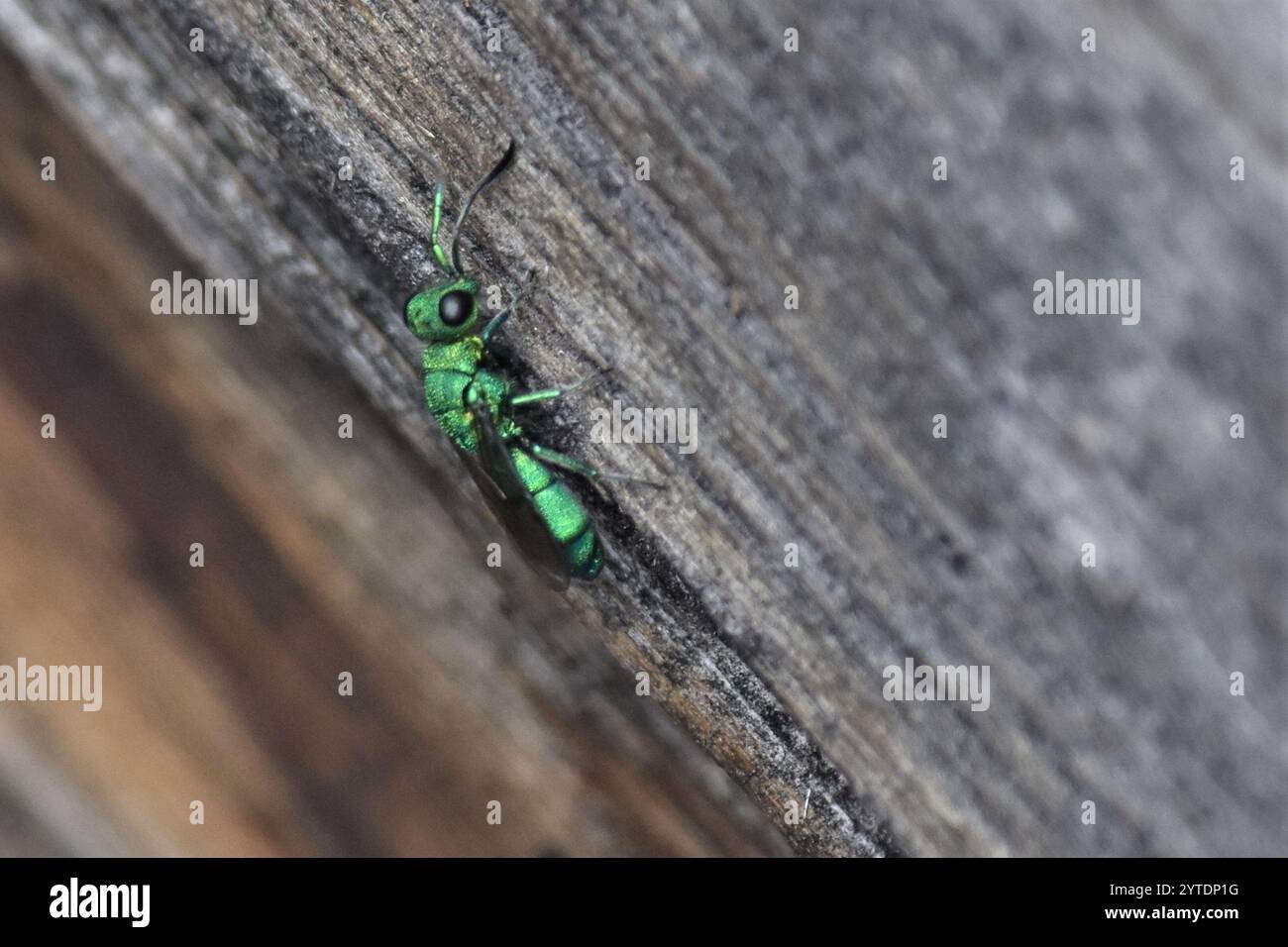 Cuckoo Wasps (Chrysididae Stock Photo - Alamy