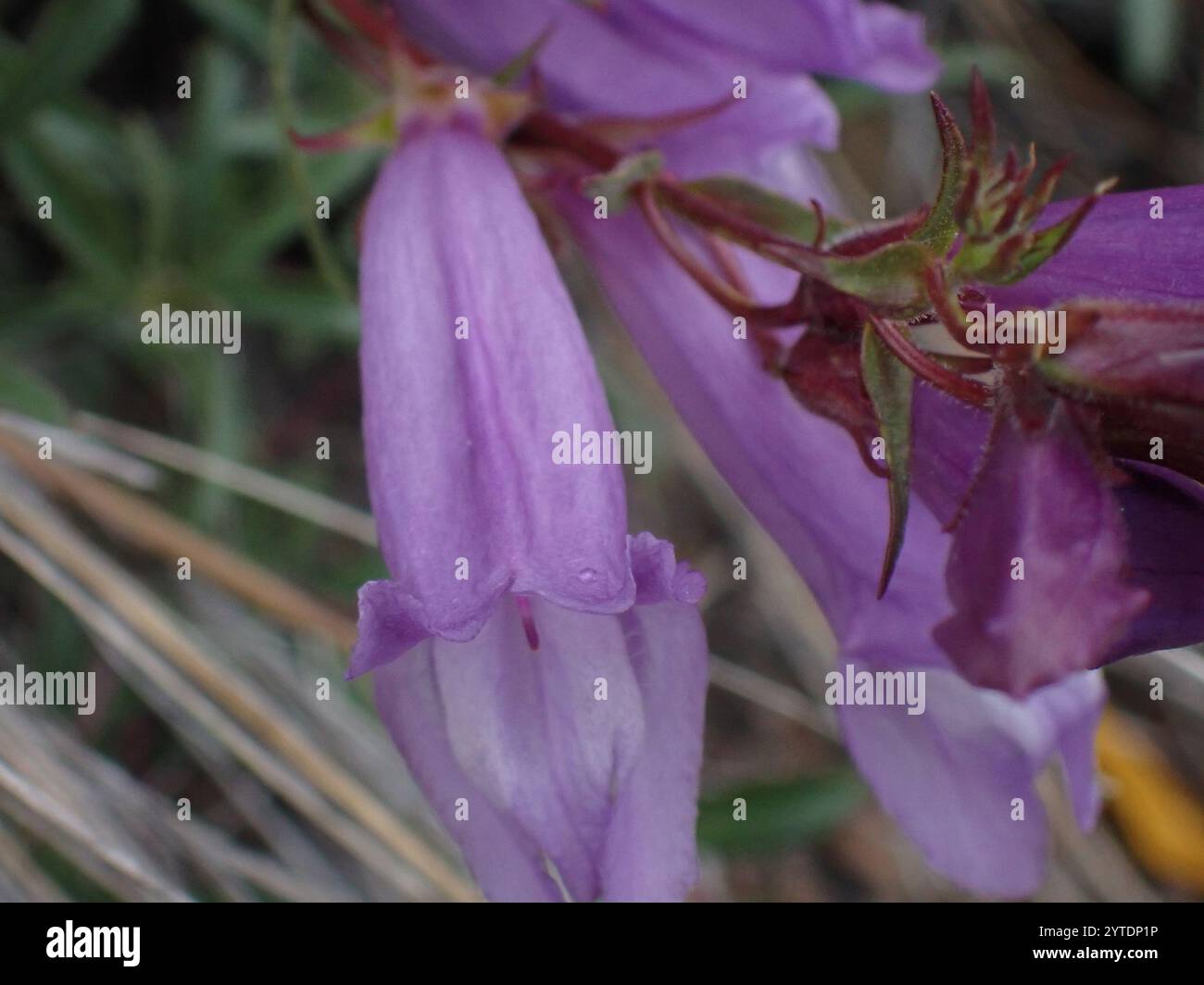 Bush Penstemon (Penstemon fruticosus Stock Photo - Alamy