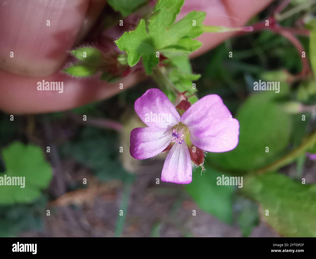 Round-leaved Crane's-bill (Geranium rotundifolium Stock Photo - Alamy