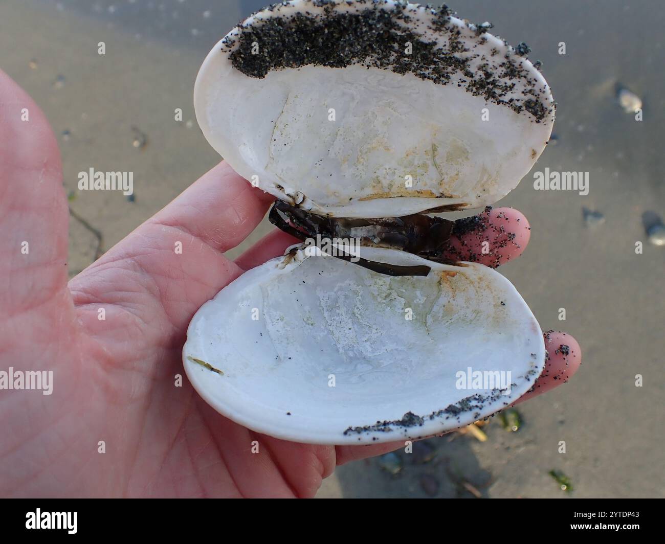 Butter Clam (Saxidomus gigantea Stock Photo - Alamy