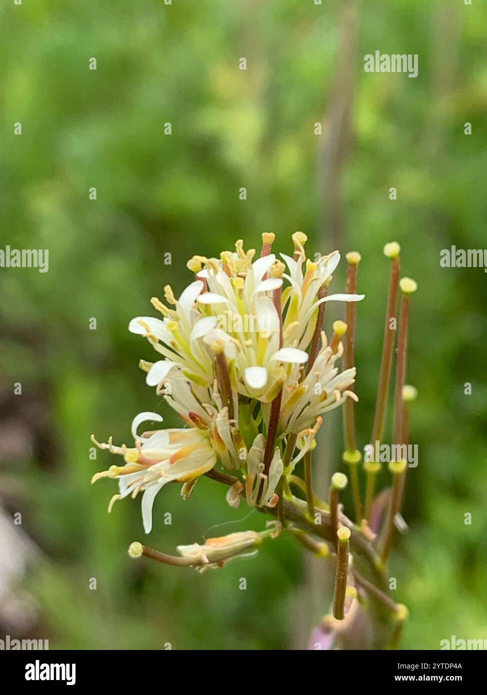 Tower Mustard (Turritis glabra Stock Photo - Alamy