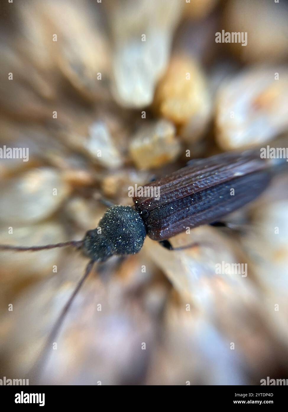 Black Spruce Borer (Asemum striatum Stock Photo - Alamy