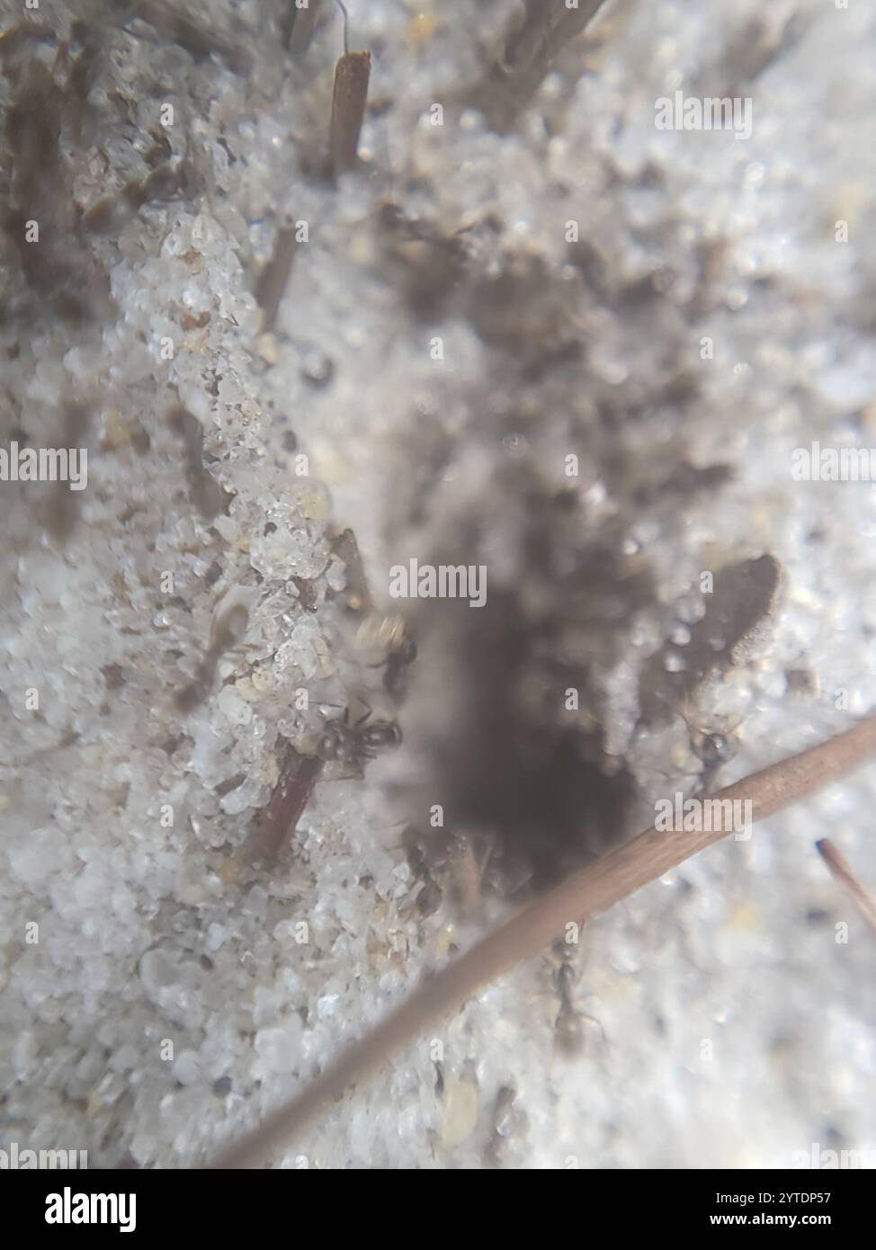 High Noon Ant (Forelius pruinosus Stock Photo - Alamy