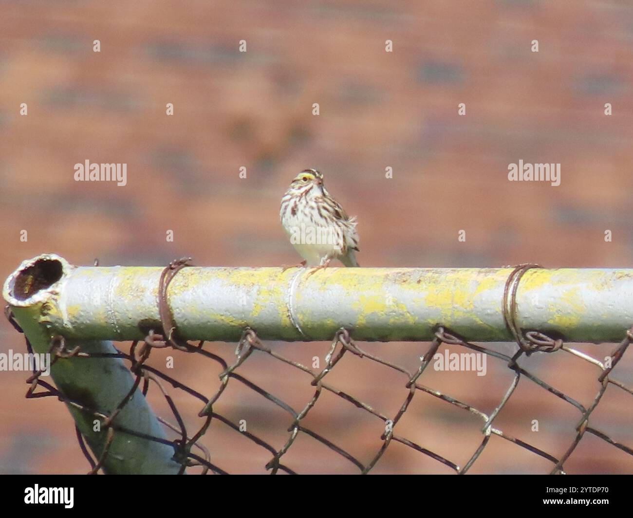 Savannah Sparrow (Passerculus sandwichensis Stock Photo - Alamy