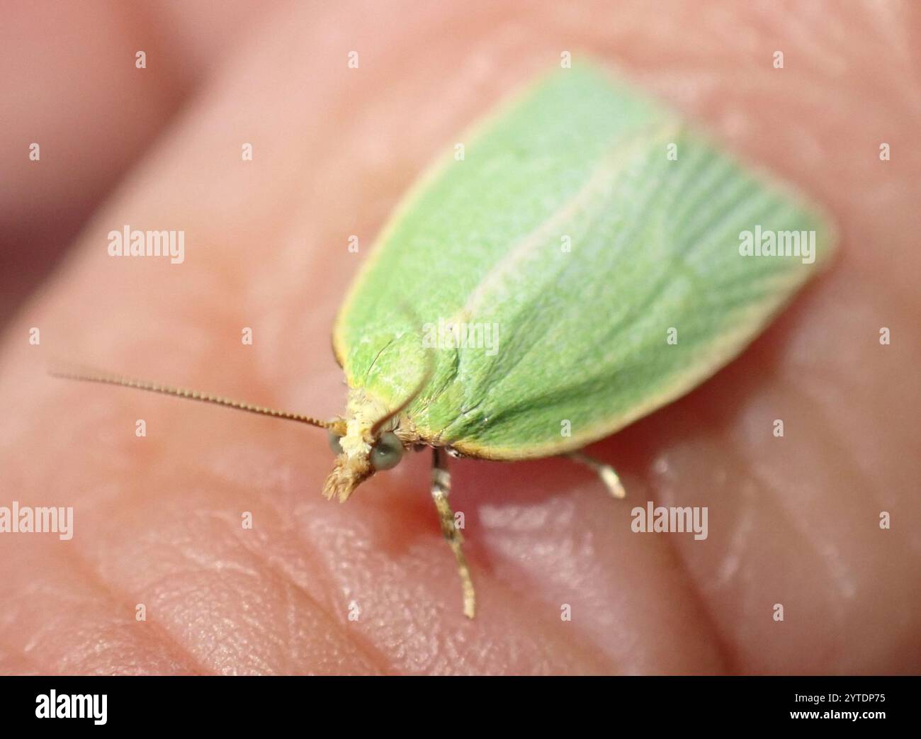 Green Oak Tortrix (Tortrix viridana Stock Photo - Alamy