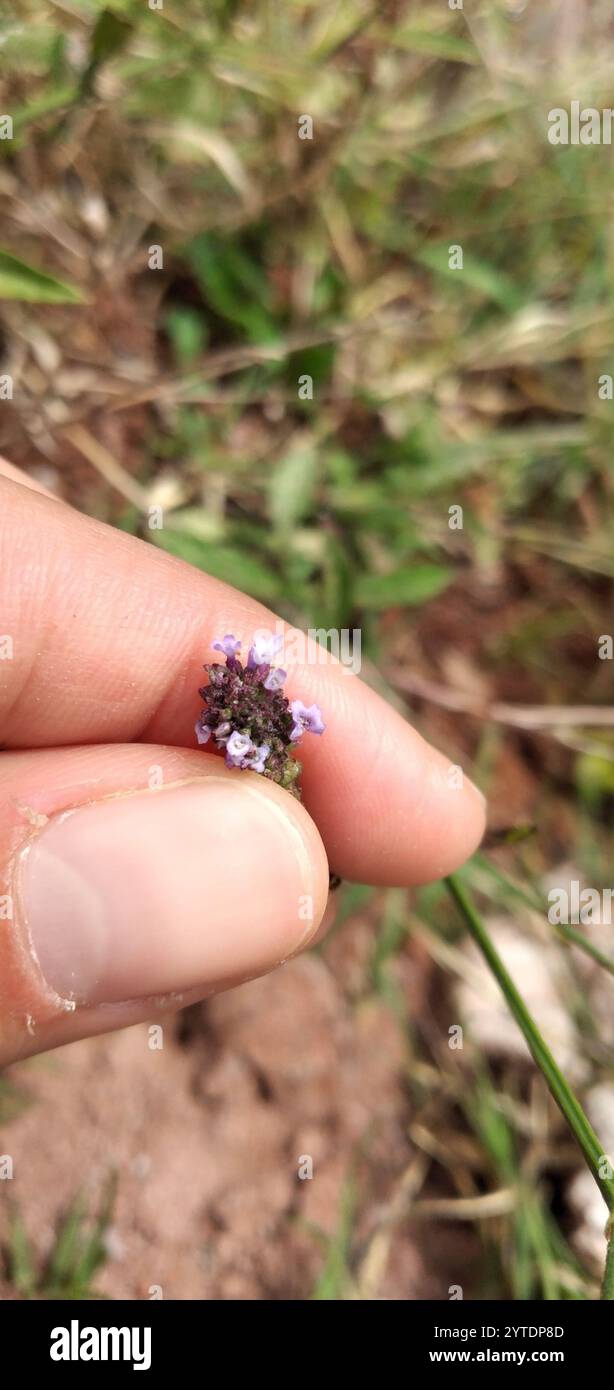 Rough verbena hi-res stock photography and images - Alamy