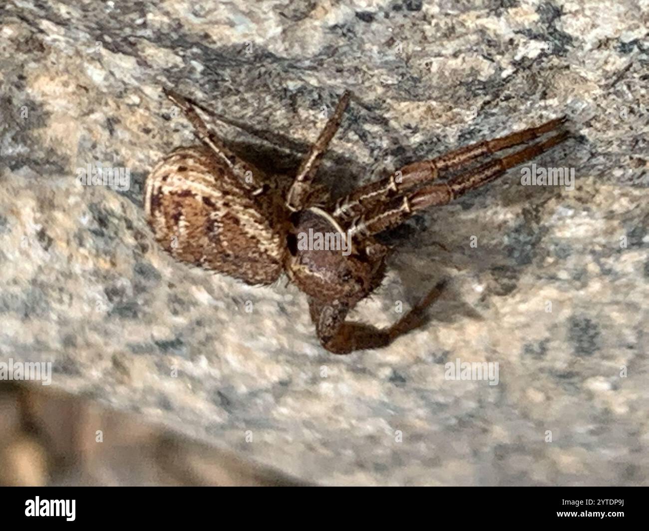 Crab Spiders (Thomisidae Stock Photo - Alamy
