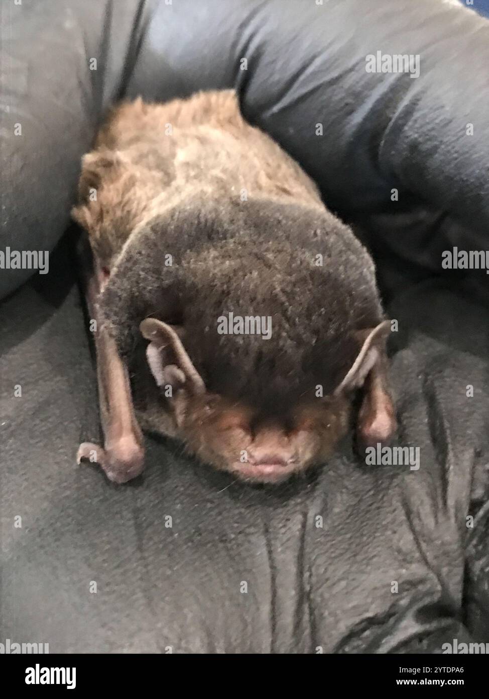 Gould's wattled bat hi-res stock photography and images - Alamy