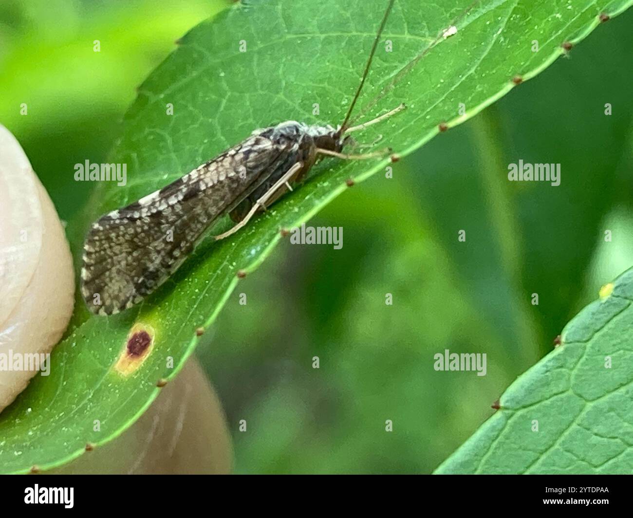 Hydropsyche hi-res stock photography and images - Alamy