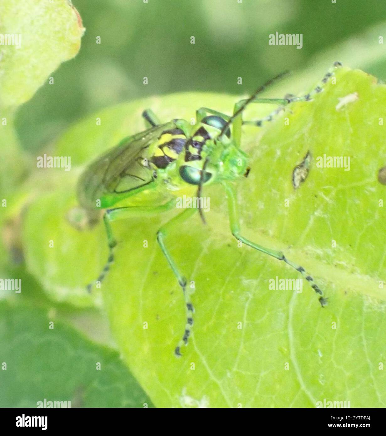Dark Rhogogaster (Rhogogaster viridis Stock Photo - Alamy