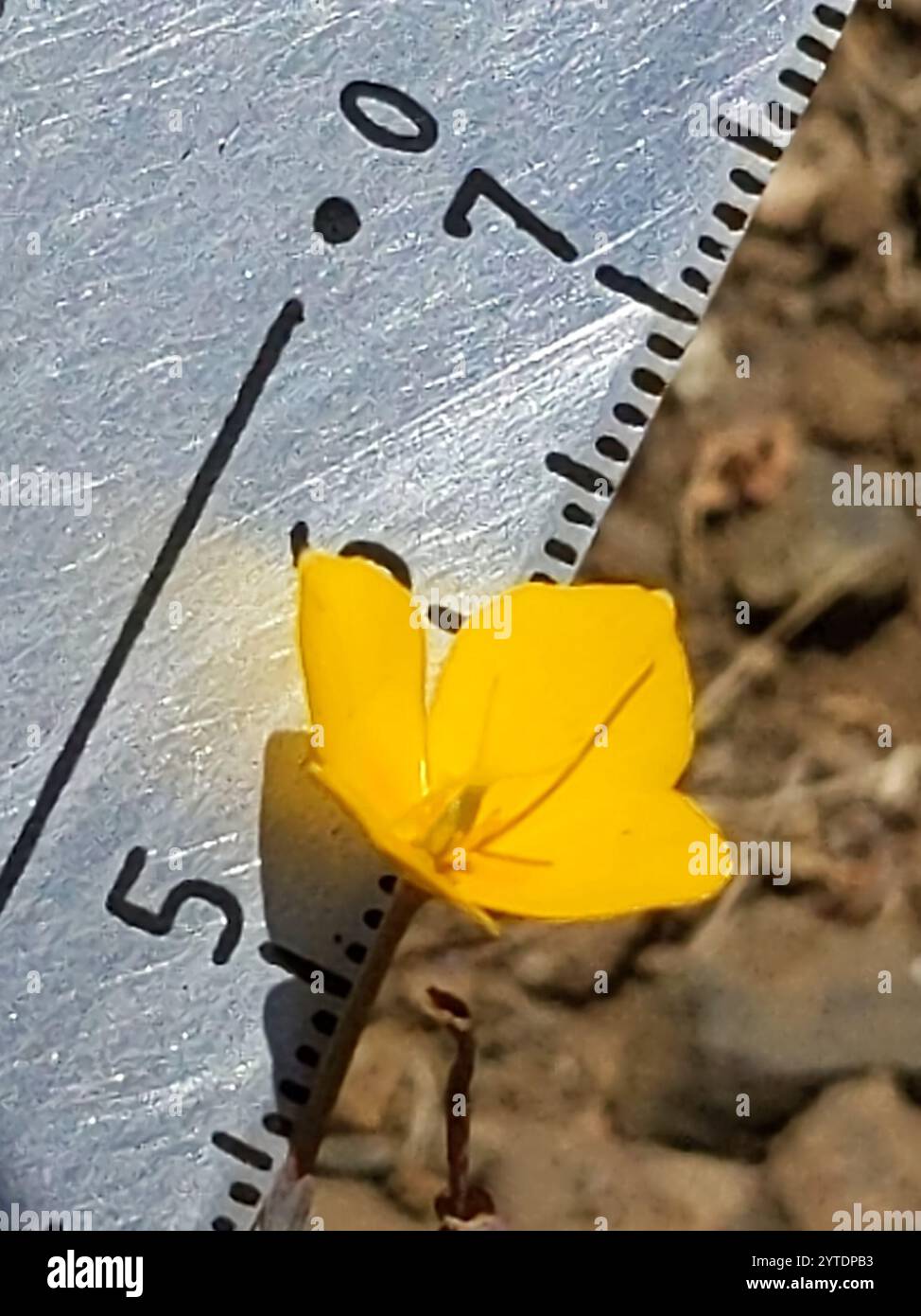 Tufted Poppy (Eschscholzia caespitosa Stock Photo - Alamy