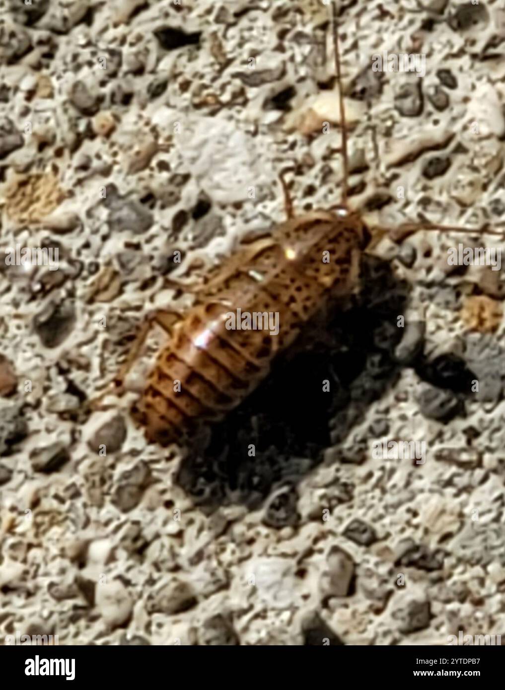 Tawny Cockroach (Ectobius pallidus Stock Photo - Alamy