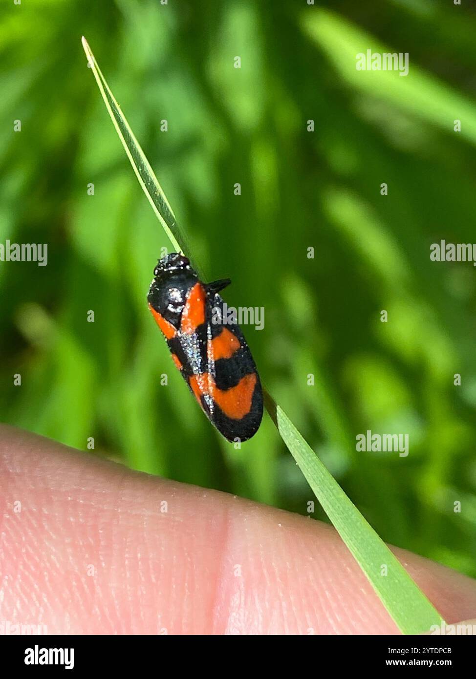 Common Froghopper (Cercopis vulnerata Stock Photo - Alamy