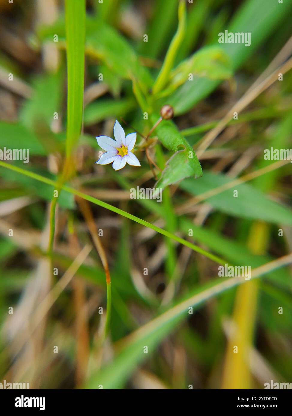 Pigroot hi-res stock photography and images - Alamy