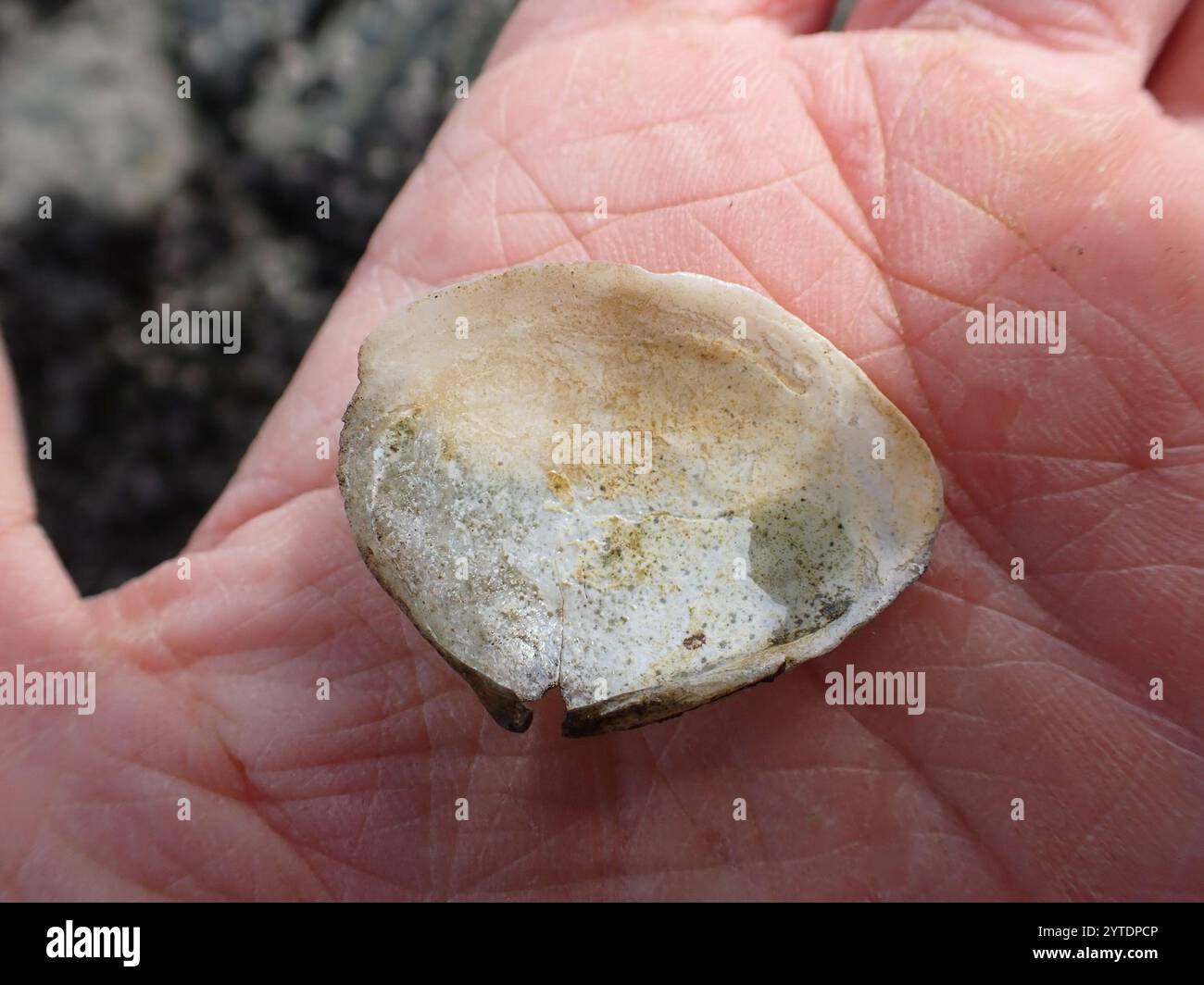 Bent-nosed Clam (Macoma nasuta Stock Photo - Alamy