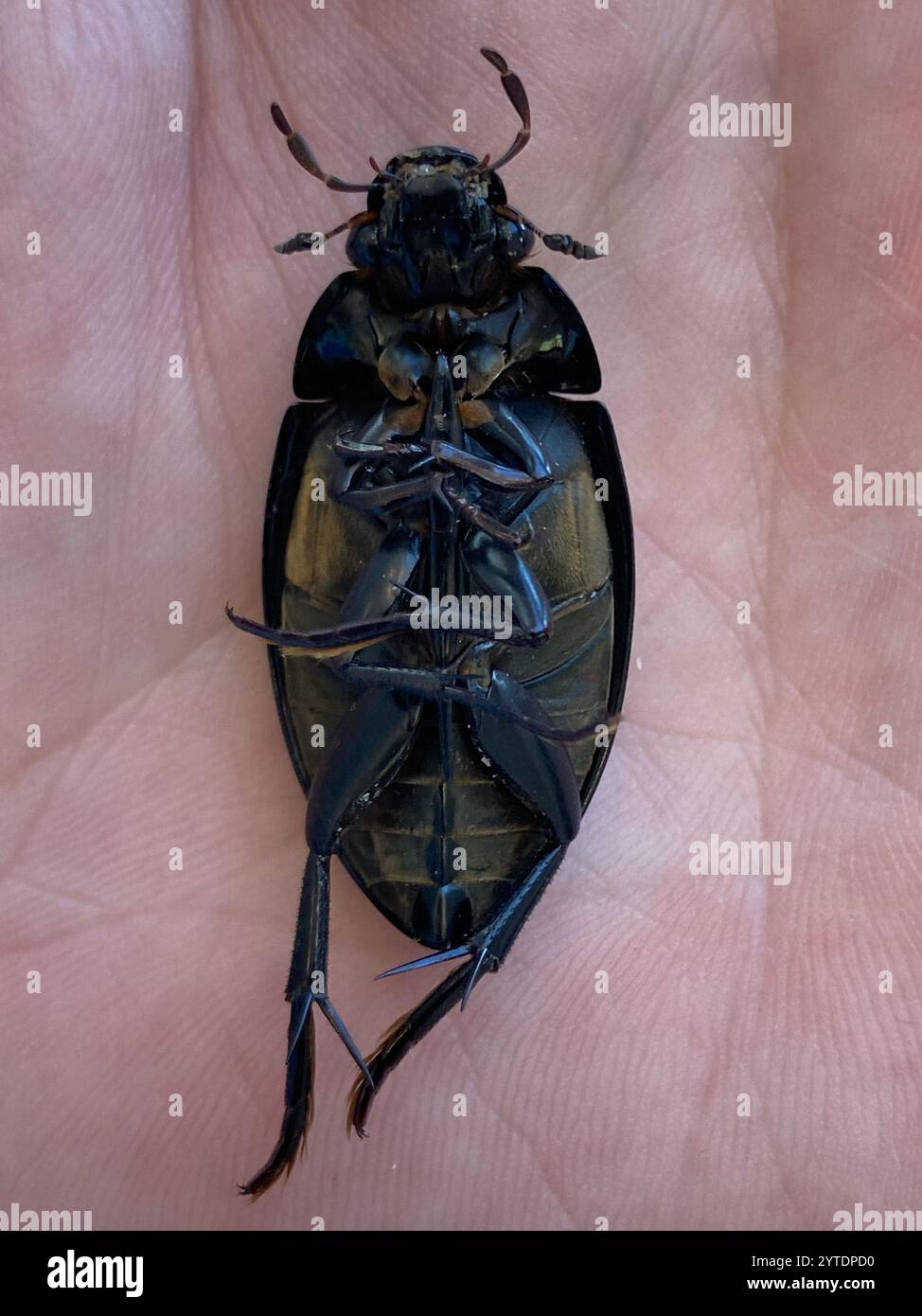 Hydrophilus ovatus hi-res stock photography and images - Alamy