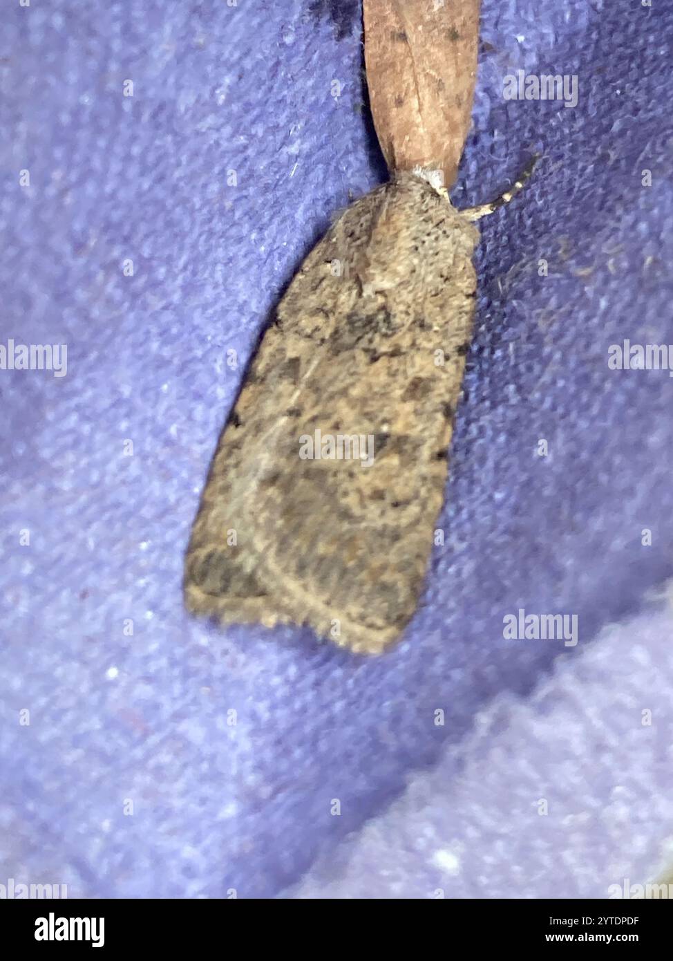 Pale Mottled Willow Moth (Caradrina clavipalpis Stock Photo - Alamy
