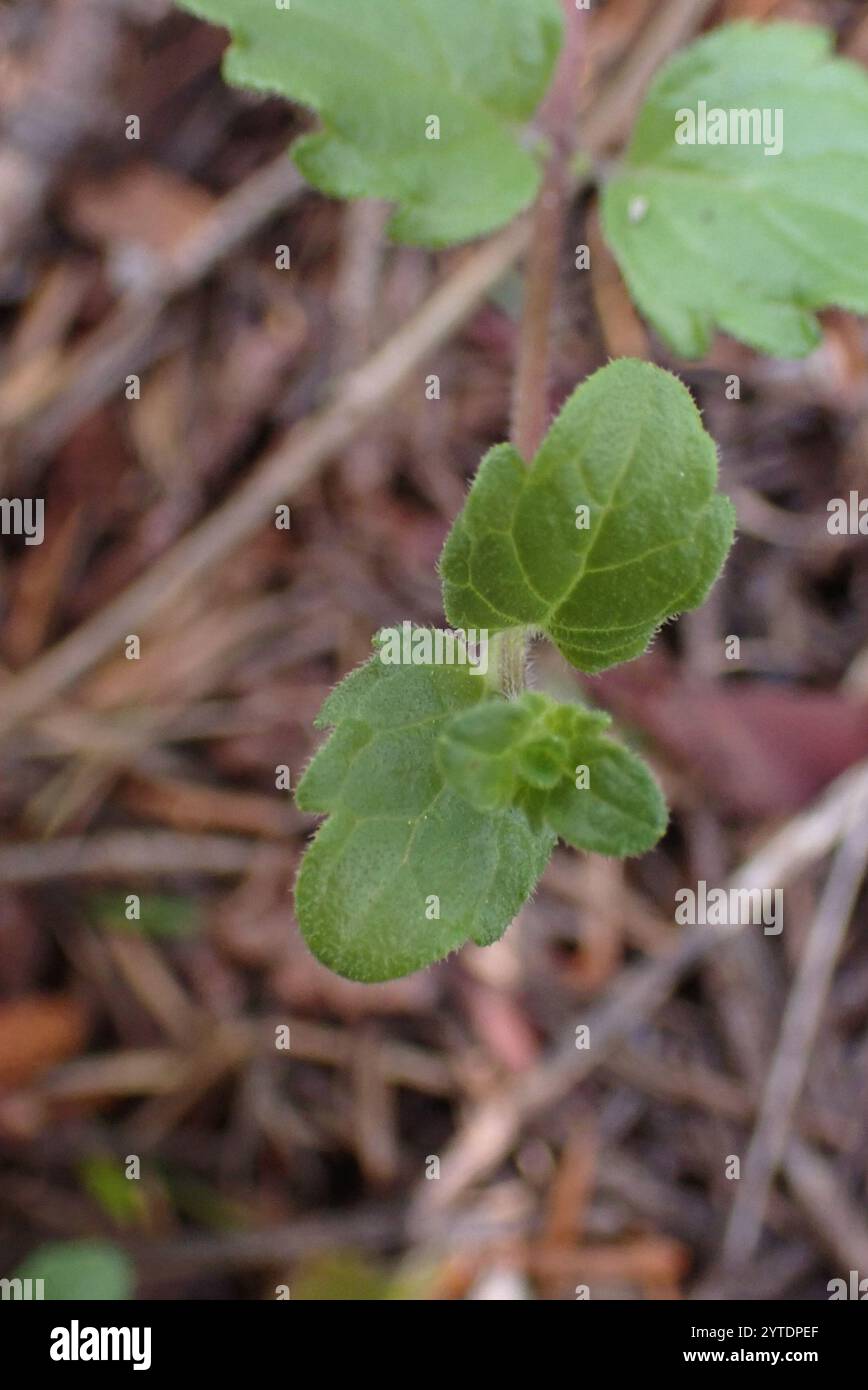 yerba buena (Clinopodium douglasii Stock Photo - Alamy