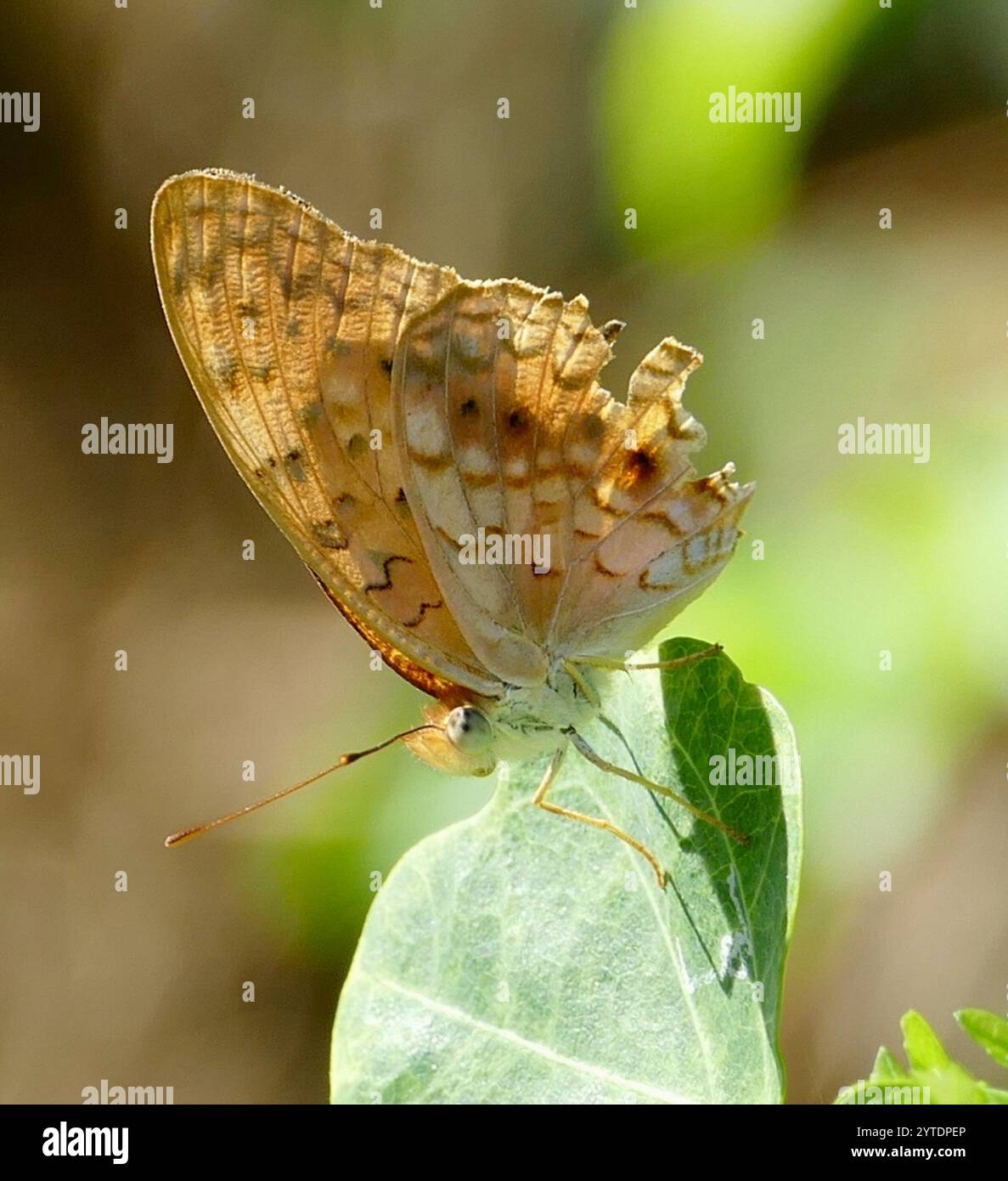 African Leopard (Phalanta phalantha aethiopica Stock Photo - Alamy