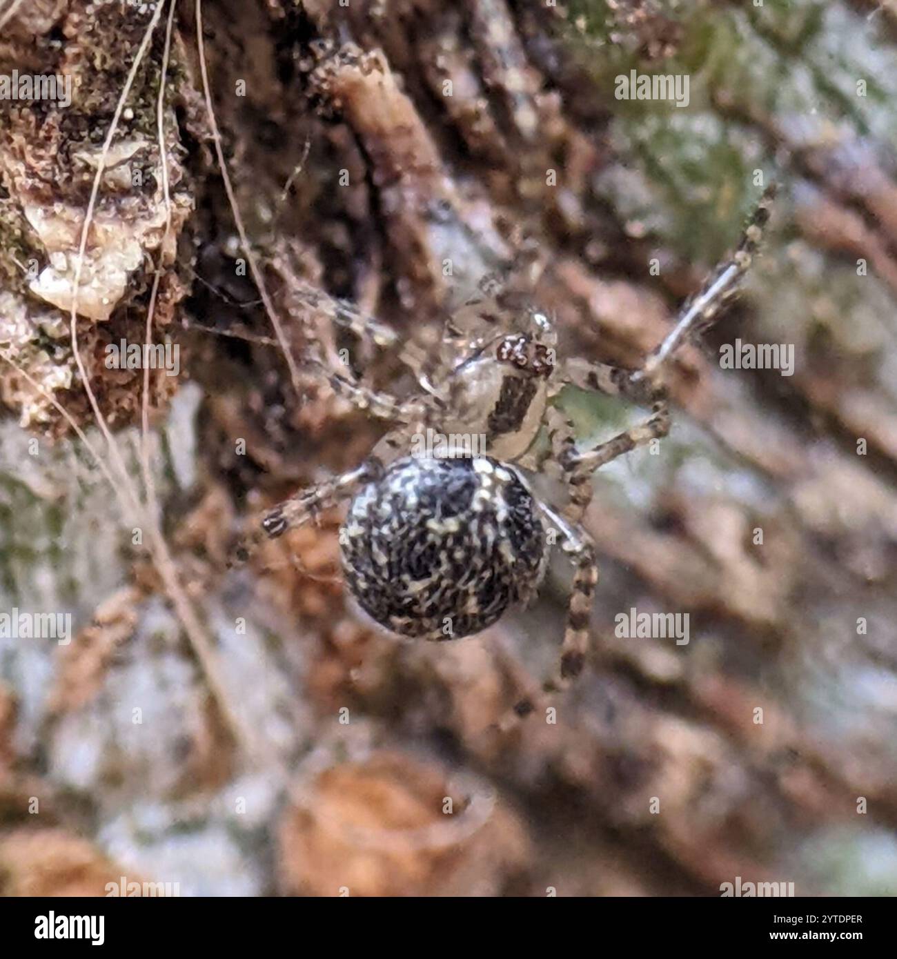 Comb-footed Spiders (Theridiidae Stock Photo - Alamy