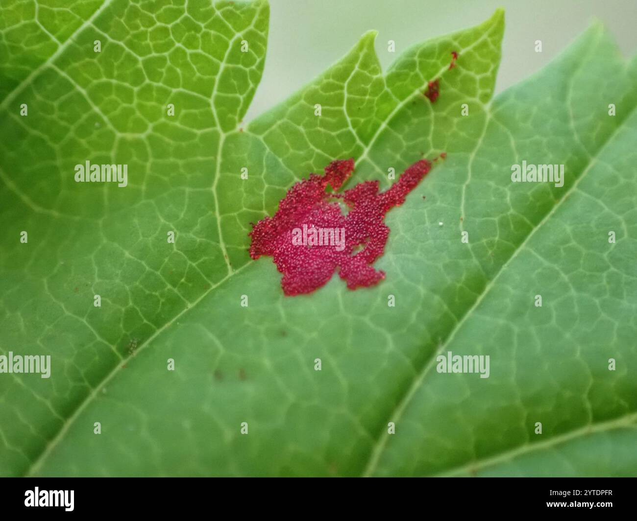 Rocky Mountain Maple Felt Mite (Aceria calaceris Stock Photo - Alamy