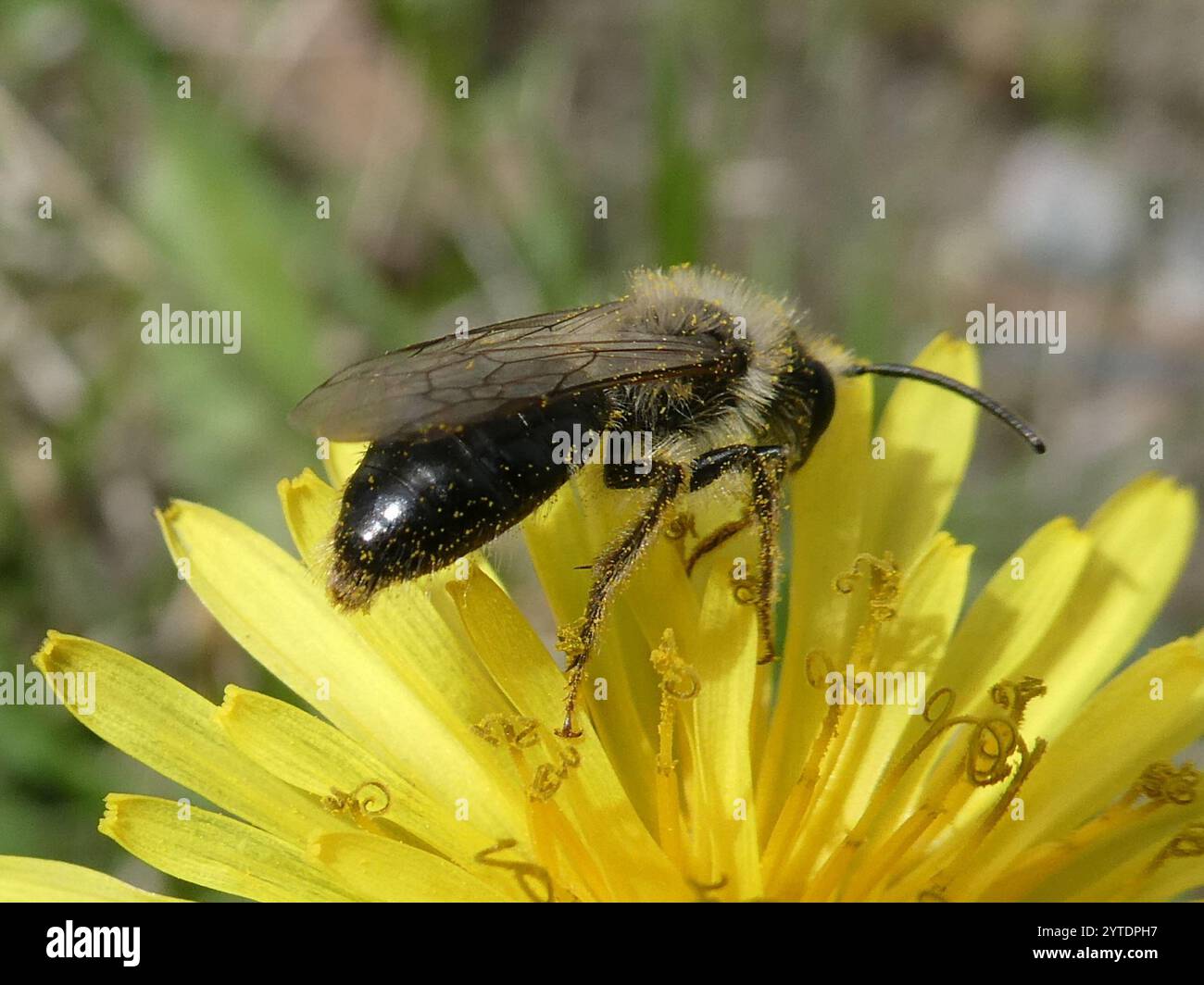 Mining Bees (Andrena Stock Photo - Alamy
