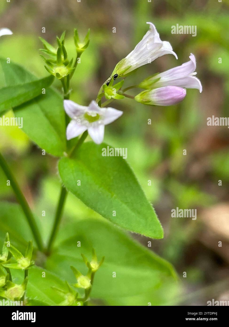 summer bluet (Houstonia purpurea Stock Photo - Alamy