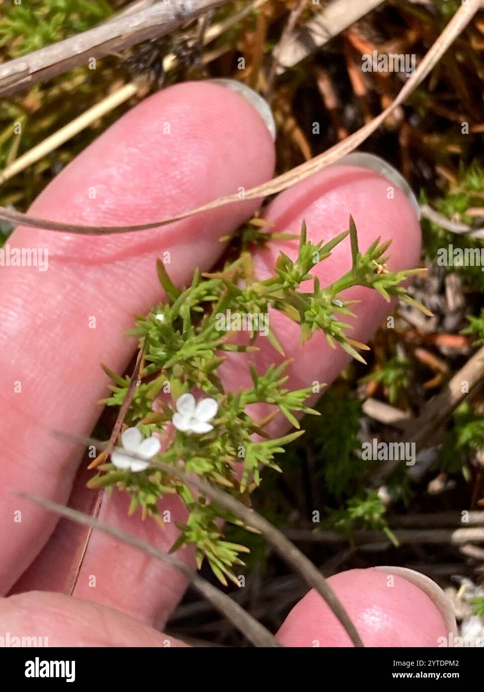 Rust Weed (Polypremum procumbens Stock Photo - Alamy
