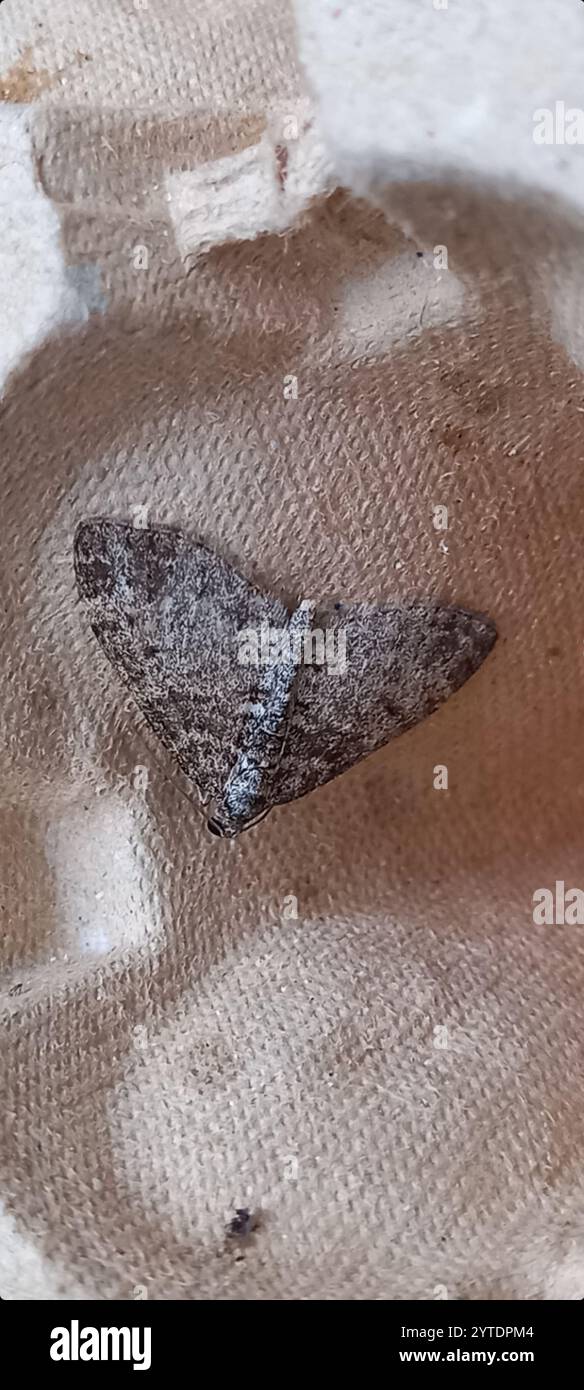 The Seraphim (Lobophora halterata Stock Photo - Alamy