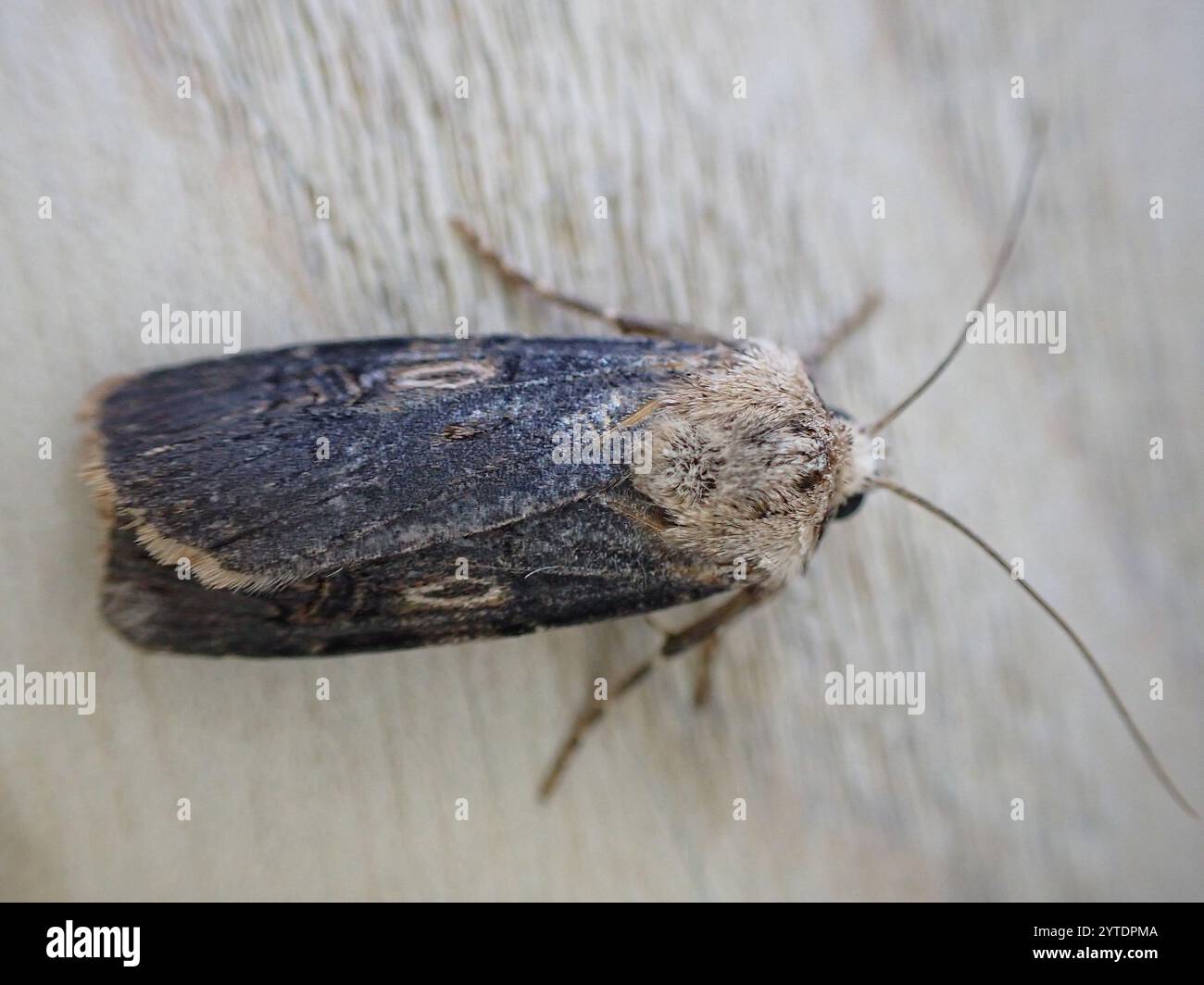 Shuttle-shaped Dart (Agrotis puta Stock Photo - Alamy