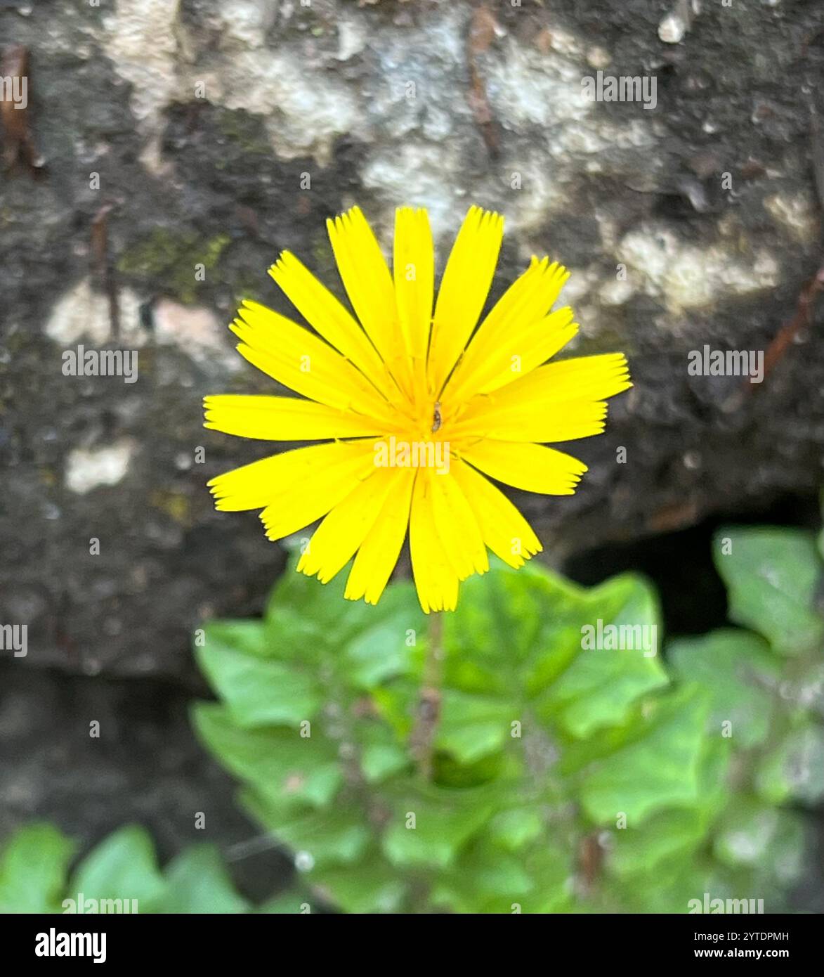Stinking aposeris hi-res stock photography and images - Alamy