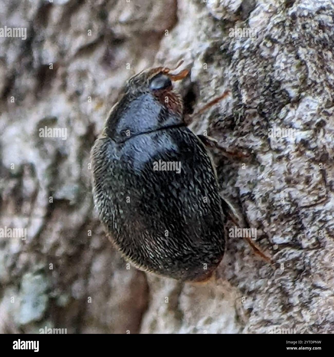 Purple Scale Predator (Rhyzobius lophanthae Stock Photo - Alamy