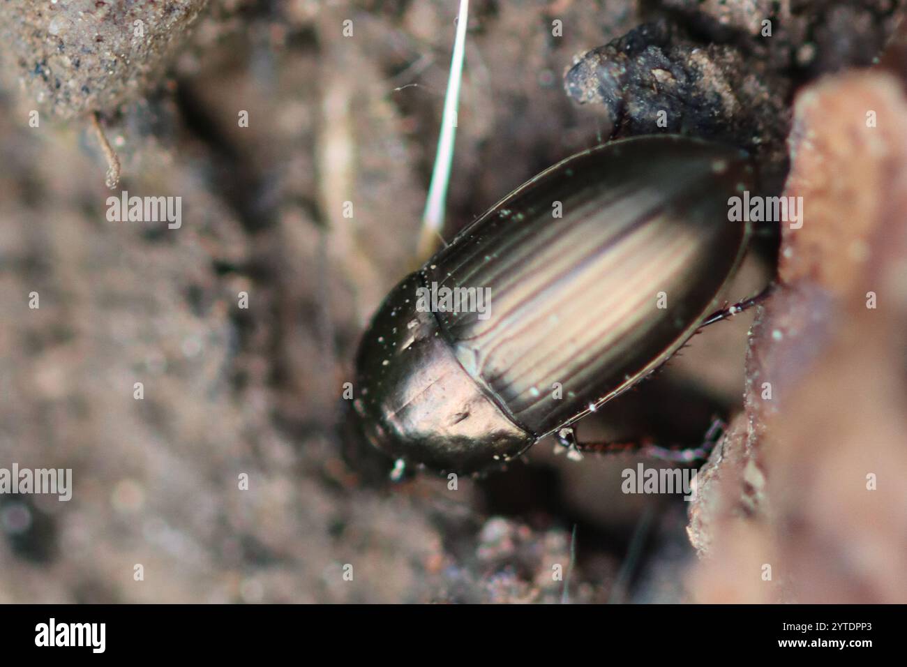 Common Sun Beetle (Amara aenea Stock Photo - Alamy