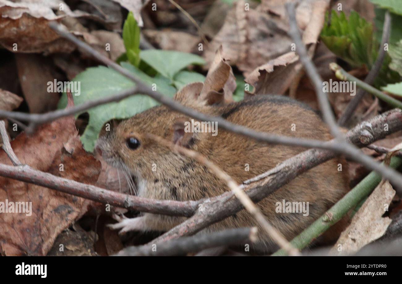 Striped Field Mouse (Apodemus agrarius Stock Photo - Alamy