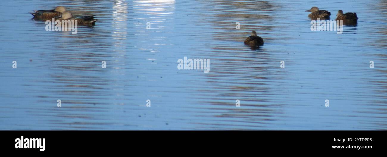 Cape Shoveler (Spatula smithii Stock Photo - Alamy