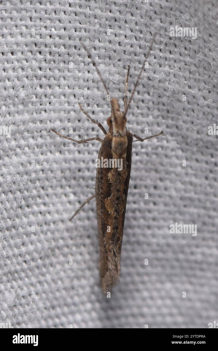 Diamondback Moth (Plutella xylostella Stock Photo - Alamy