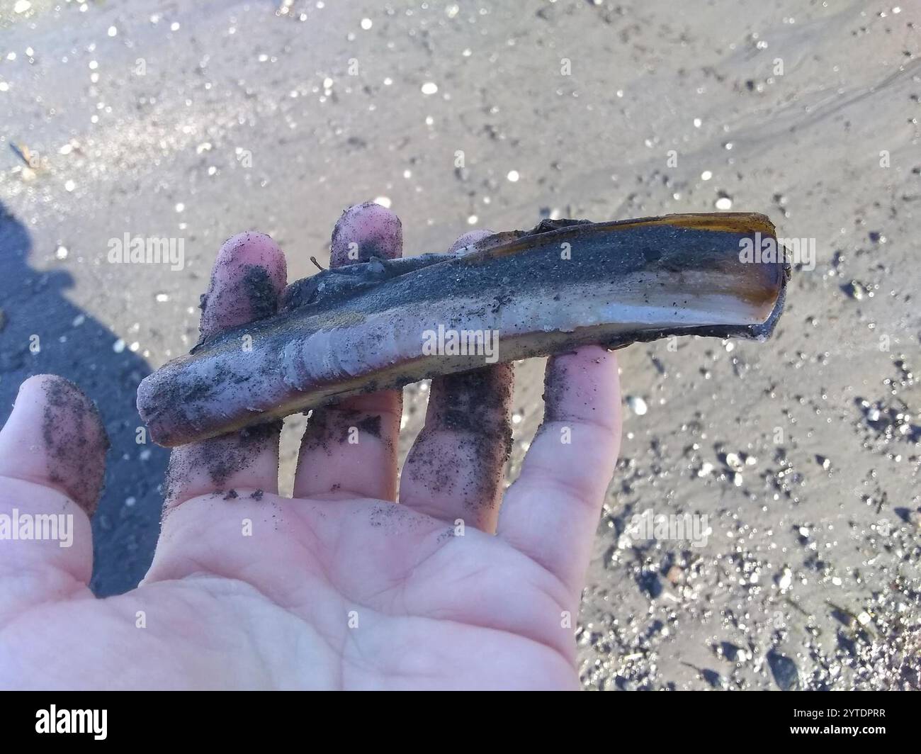 Atlantic Jackknife (Ensis leei Stock Photo - Alamy