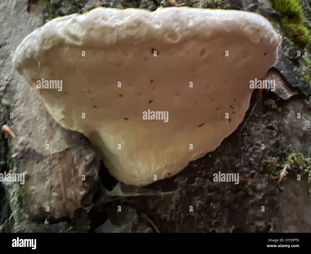 Red-banded Polypore (Fomitopsis pinicola Stock Photo - Alamy
