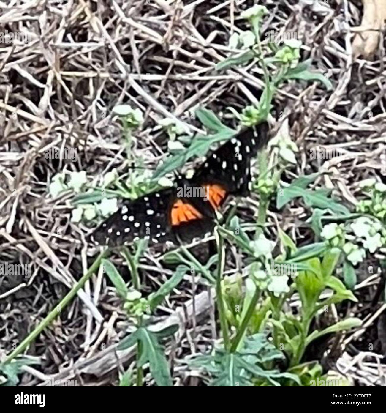 (Chlosyne janais janais Stock Photo - Alamy