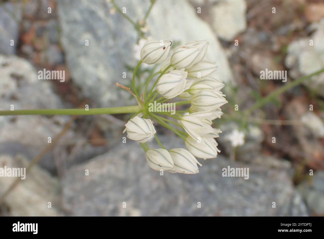 white brodiaea (Triteleia hyacinthina Stock Photo - Alamy